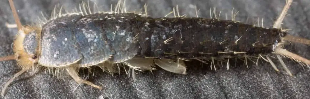 Do LED Lights Attract Silverfish? - Infrared for Health