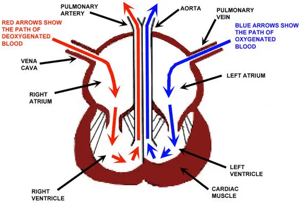 What Vessel Carries Deoxygenated Blood to the Lungs? - Infrared for Health